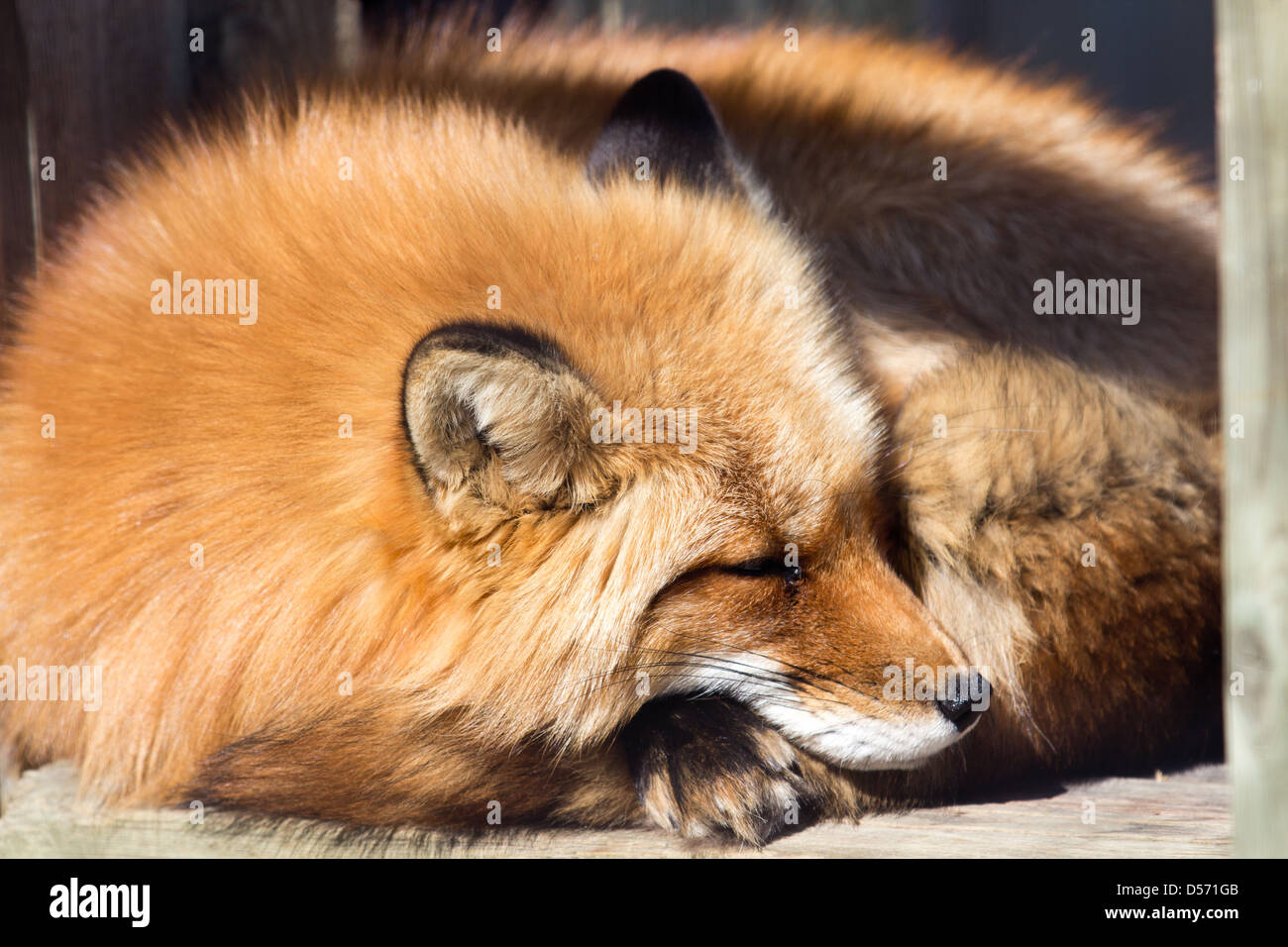 Red fox curled hi-res stock photography and images - Alamy