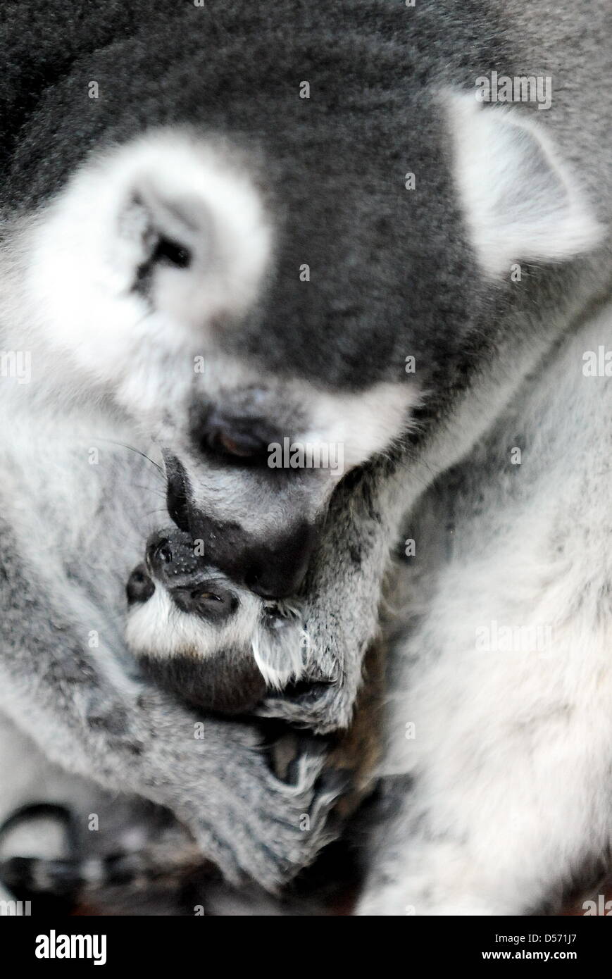 A ring-tailed lemur female holds its offspring, which was born only ...