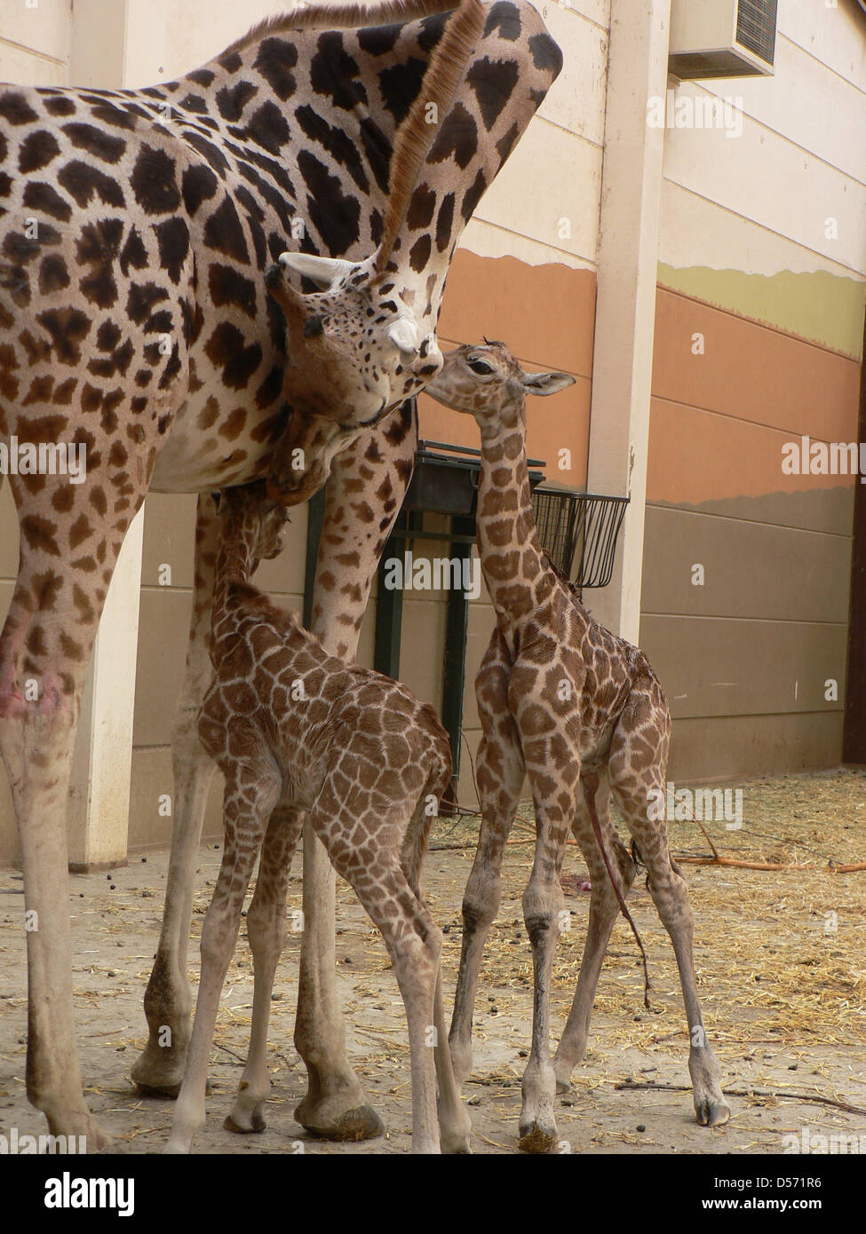 A Leipzig zoo handout of Giraffe calf 'Knopf' upright in its enclosure ...