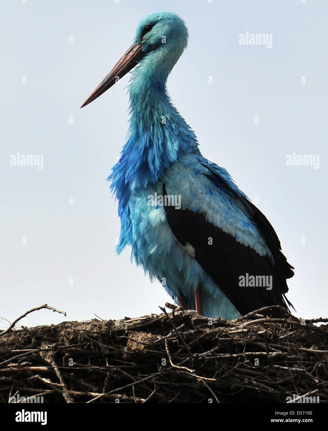 A blue stork stands in his eerie in Briesen, Germany, 06 April 2010 ...