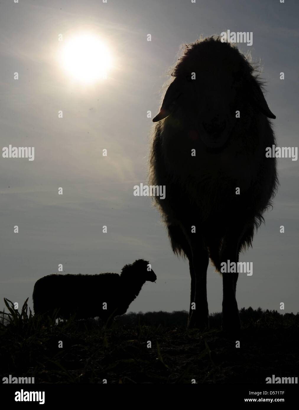 Sheep stand in the morning sun on a meadow in Aukrug, Germany, 07 April ...