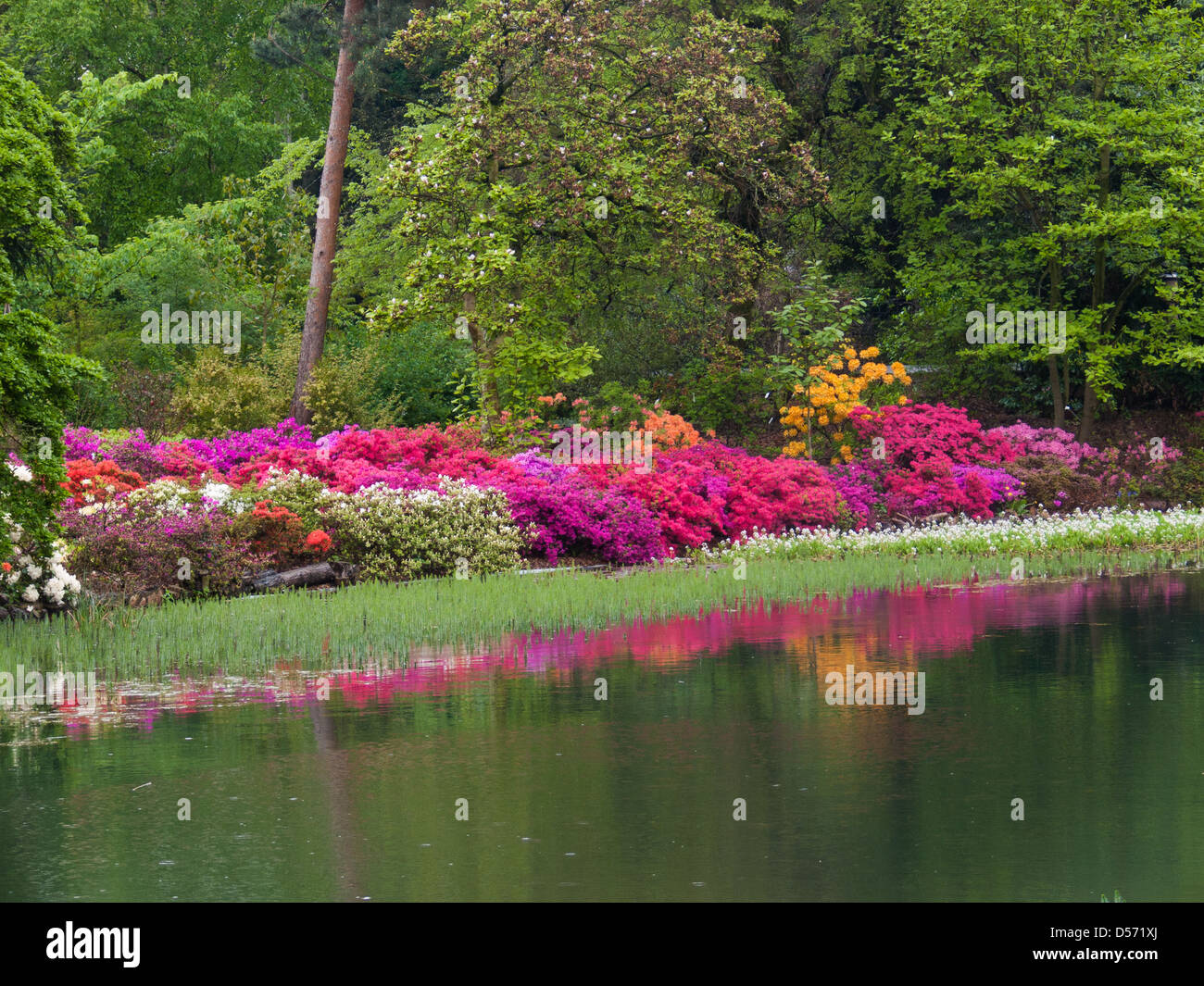 Arboretum azalea belgium gand hi-res stock photography and images - Alamy