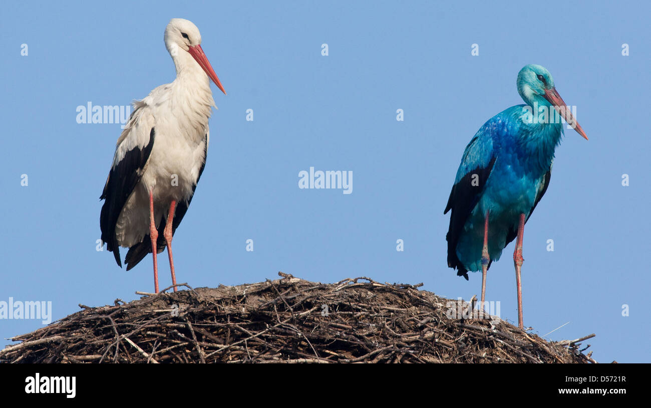 A blue Stork and a white female Stork stand in their nest in Biegen ...