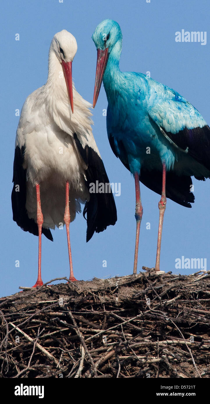 A blue Stork and a white female Stork stand in their nest in Biegen ...