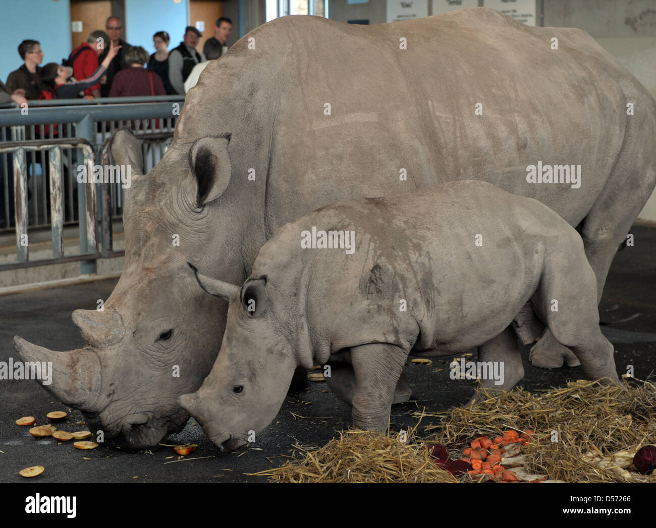 Little rhinocerus bull Jambo (front) and its mother Numbi (back) stand ...