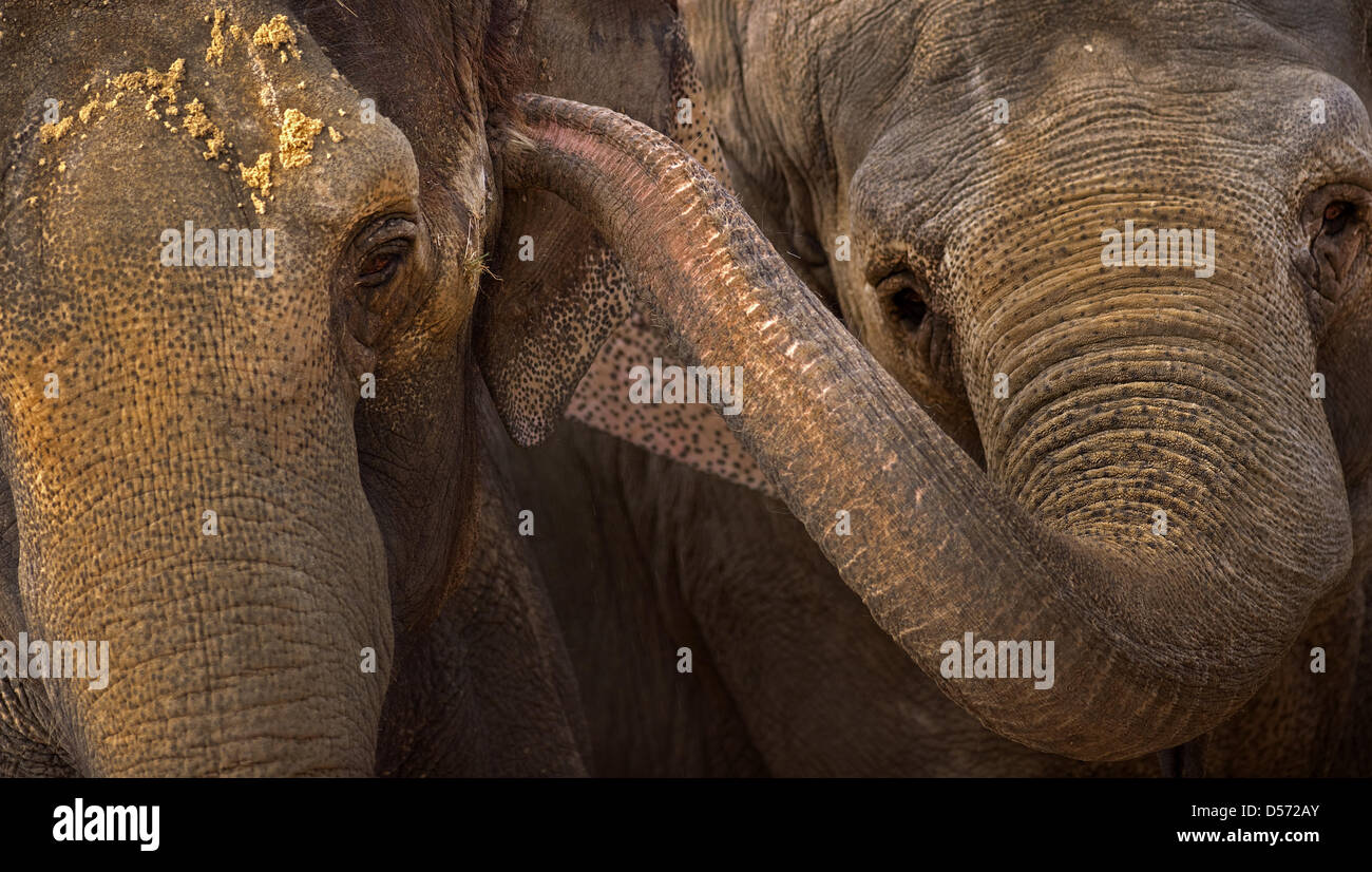 Little female elephant 'Ko Raya' frolicks around in its enclosure in ...