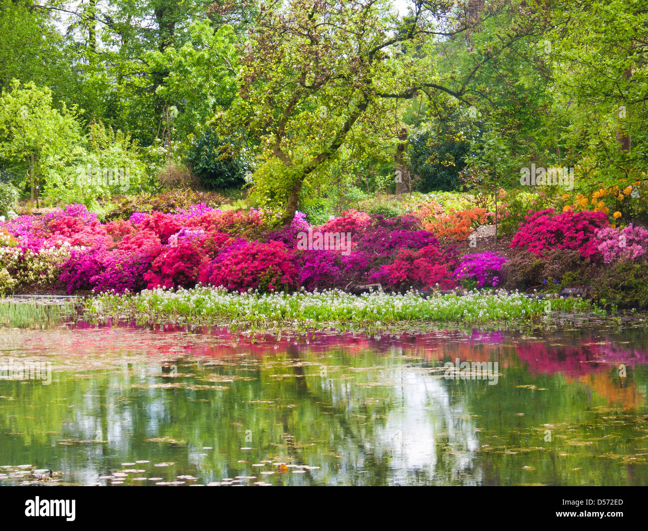 Arboretum azalea belgium gand hi-res stock photography and images - Alamy