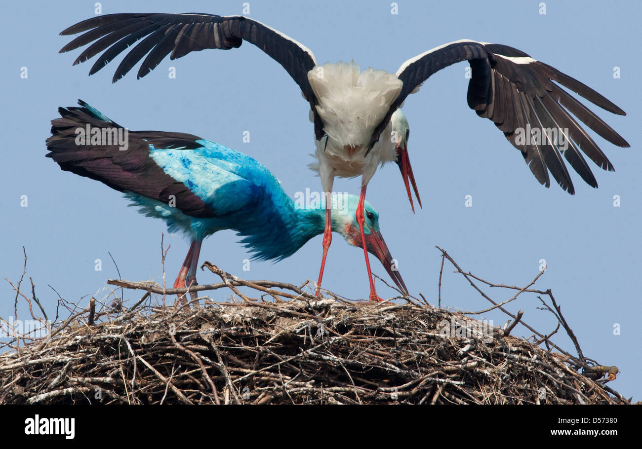 Feathered creature hi-res stock photography and images - Alamy