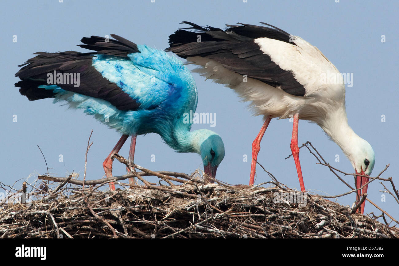 The blue stork stands together with his female in a nest in Biegen ...