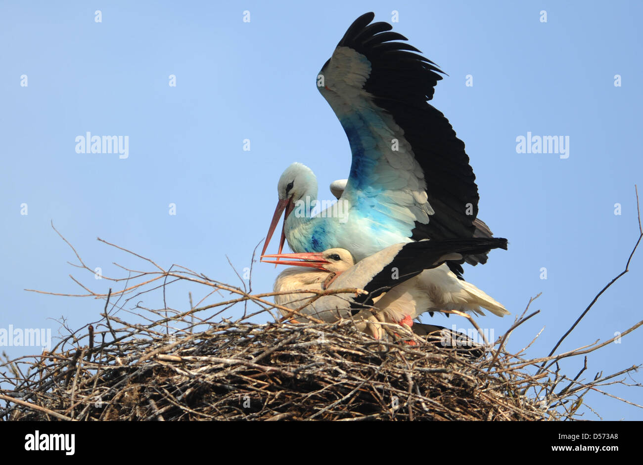 A blue coloured stork mates with a female in their nest in Avendorf ...