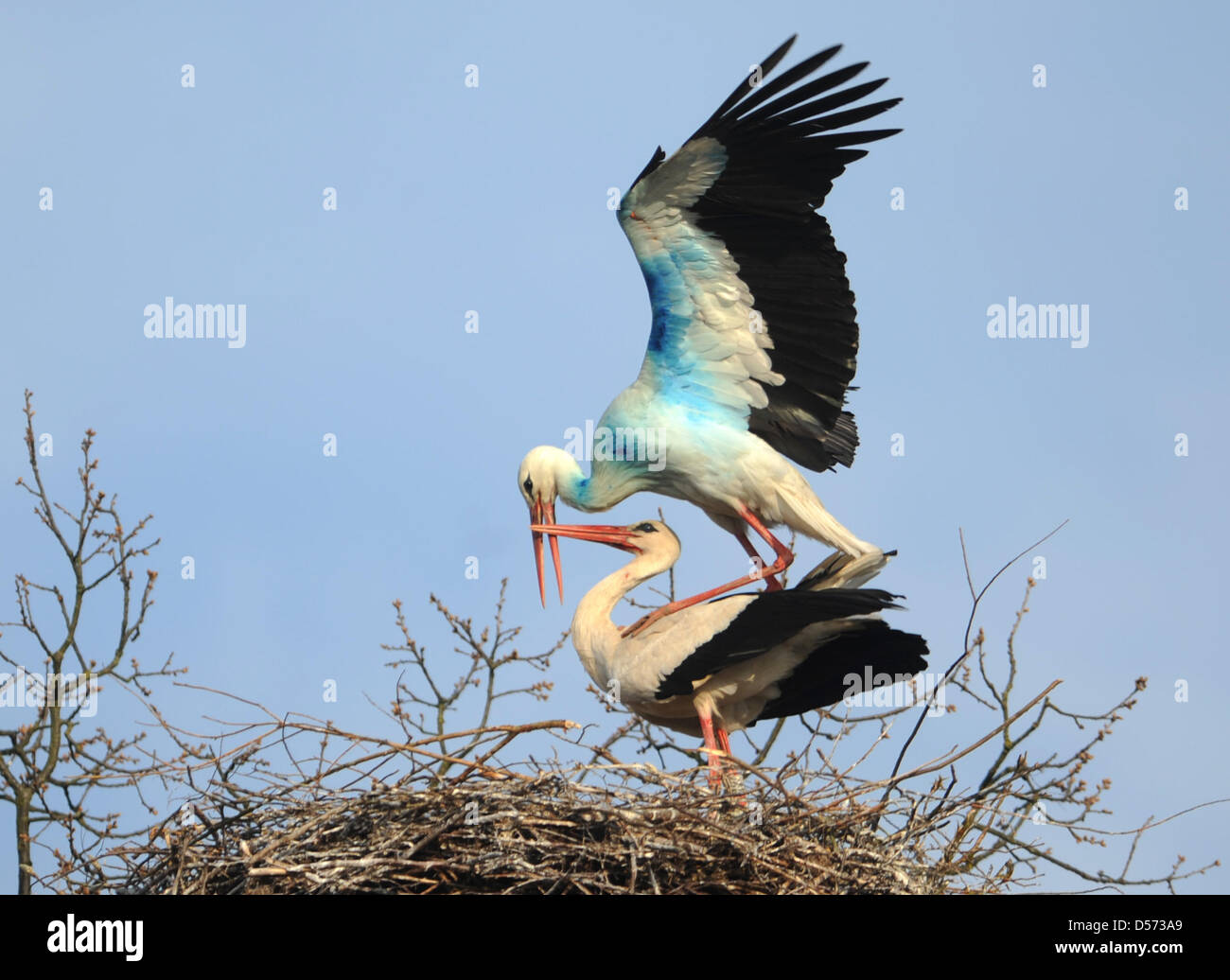 A blue coloured stork mates with a female in their nest in Avendorf ...