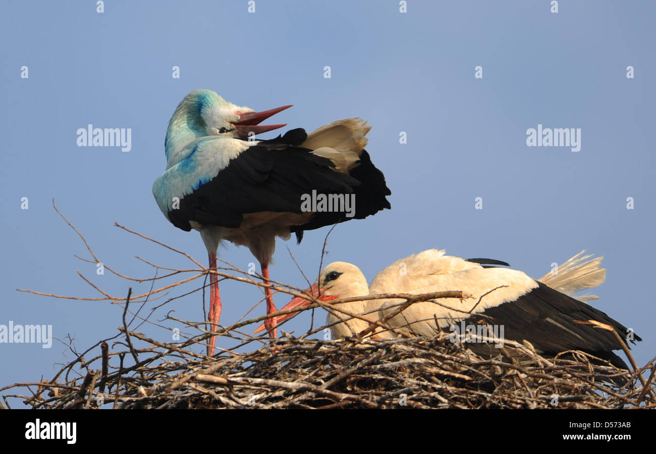 A blue coloured stork and his female pictured in their nest in Avendorf ...