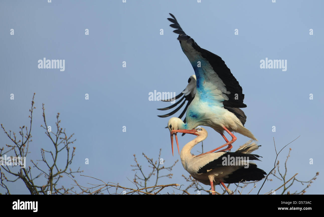 A blue coloured stork mates with a female in their nest in Avendorf ...