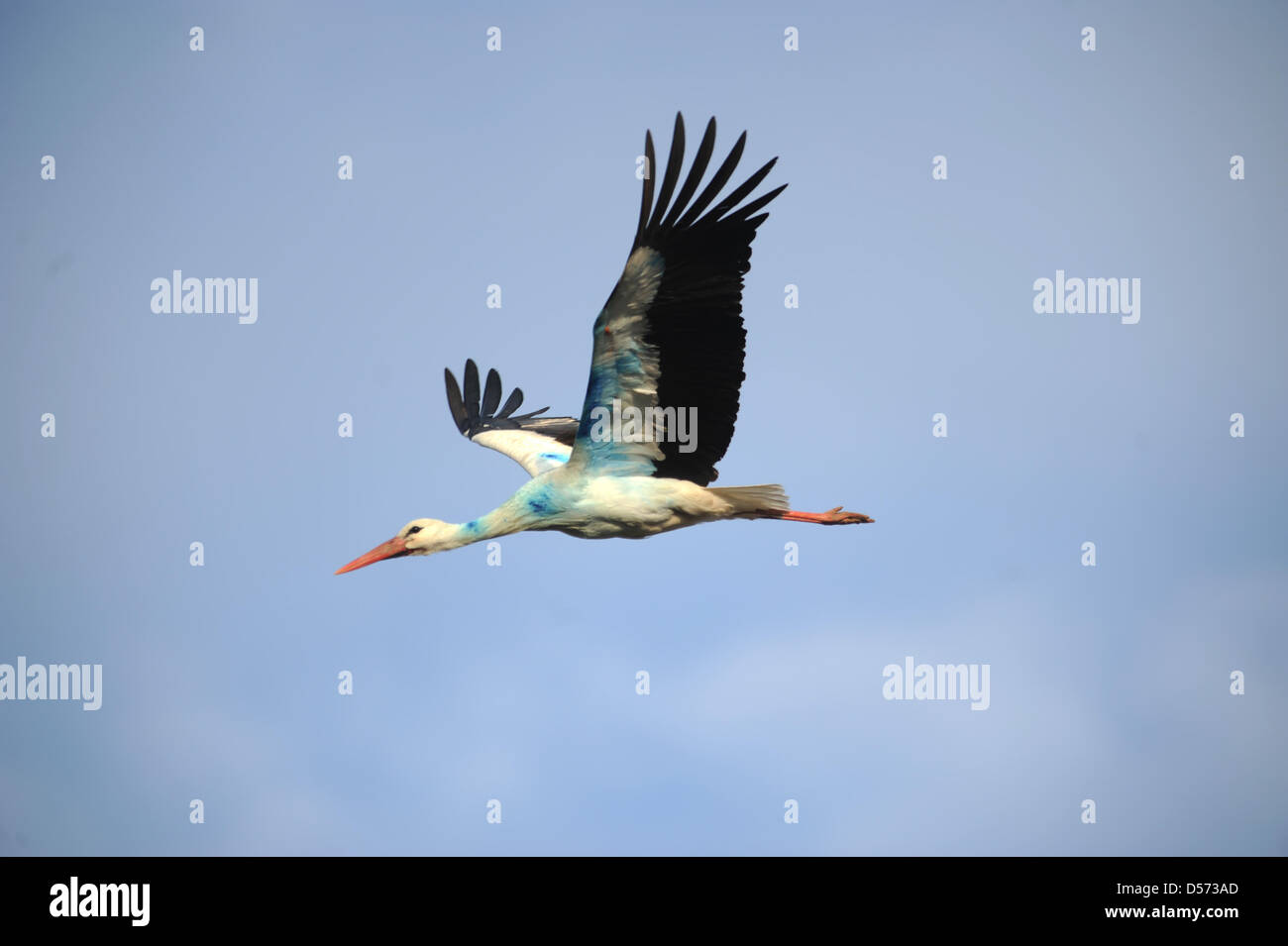 A blue coloured stork flies to his nest in Avendorf, Germany, 13 April ...