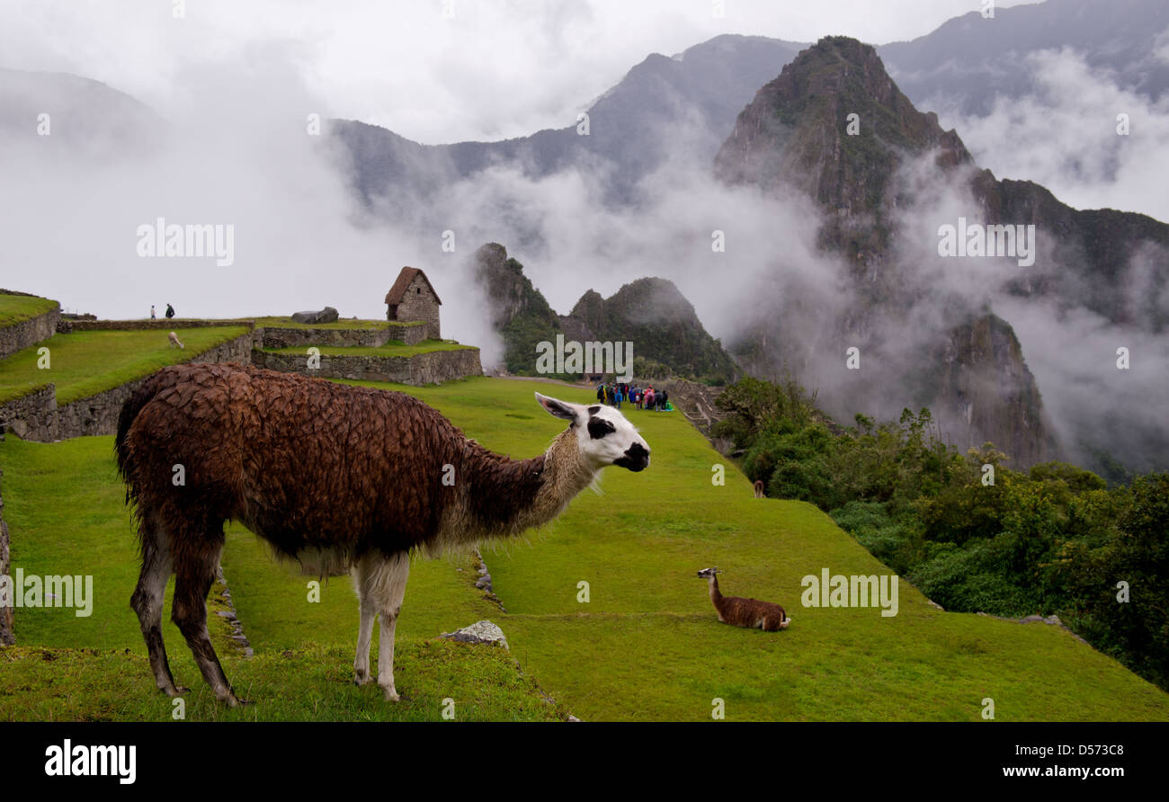 Lllamas on the mountainside overlook a misty Machu Picchu, Peru Stock ...