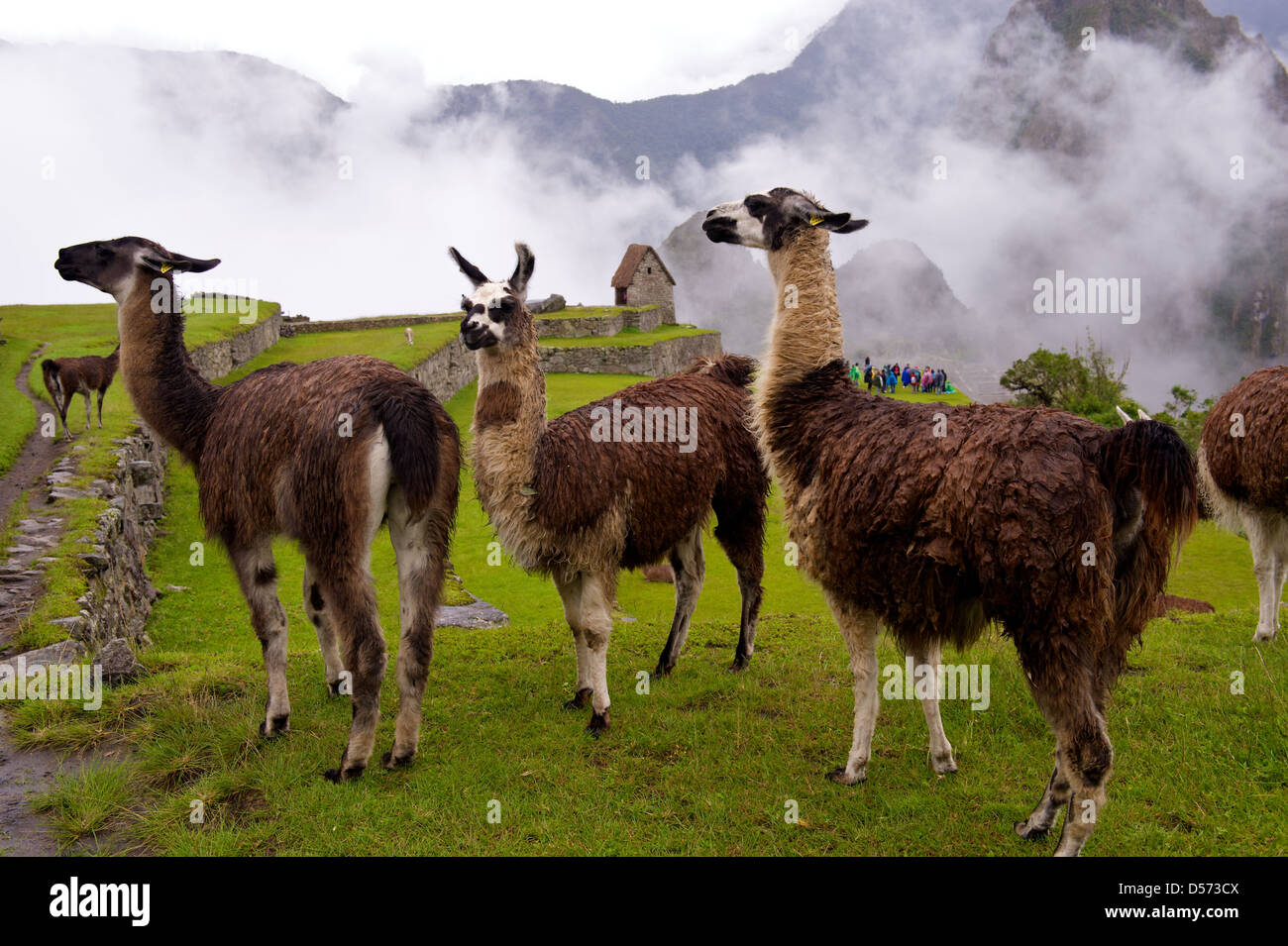 Lllamas on the mountainside overlook a misty Machu Picchu, Peru Stock ...