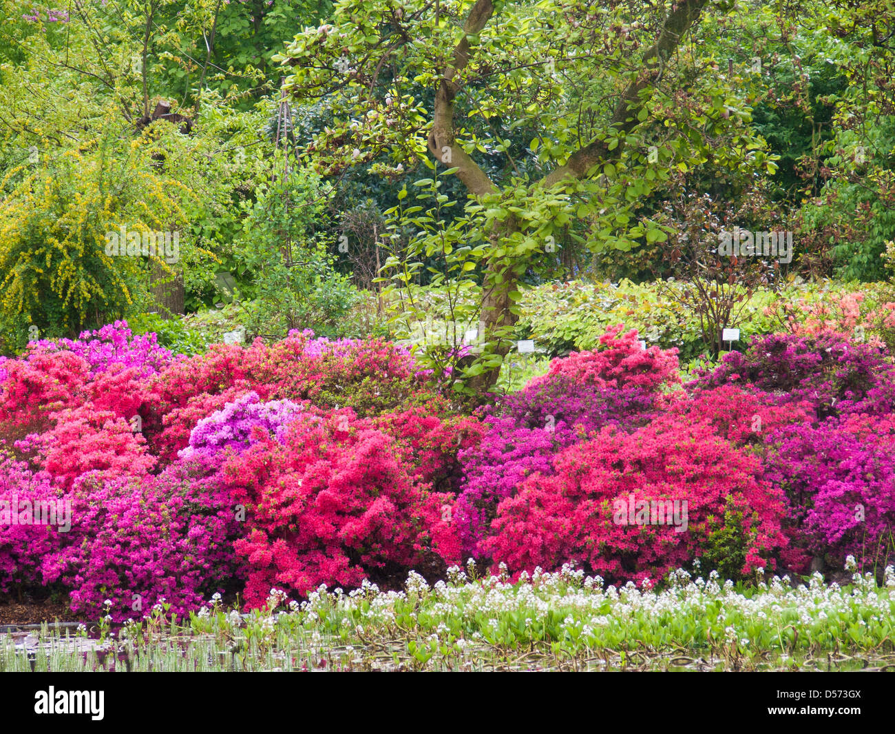 Arboretum azalea belgium gand hi-res stock photography and images - Alamy