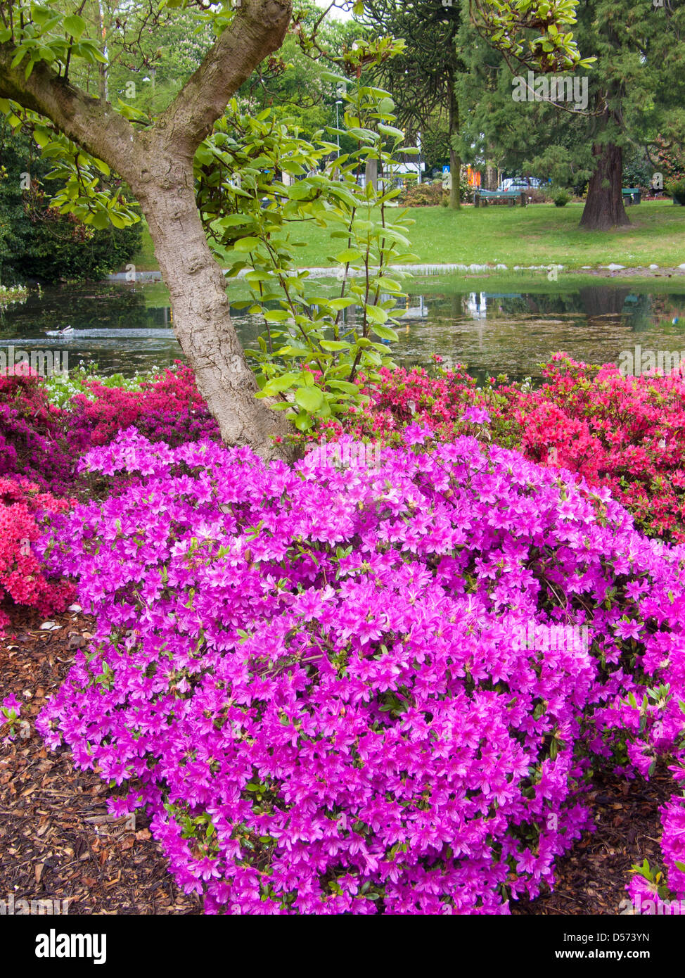 Arboretum azalea belgium gand hi-res stock photography and images - Alamy