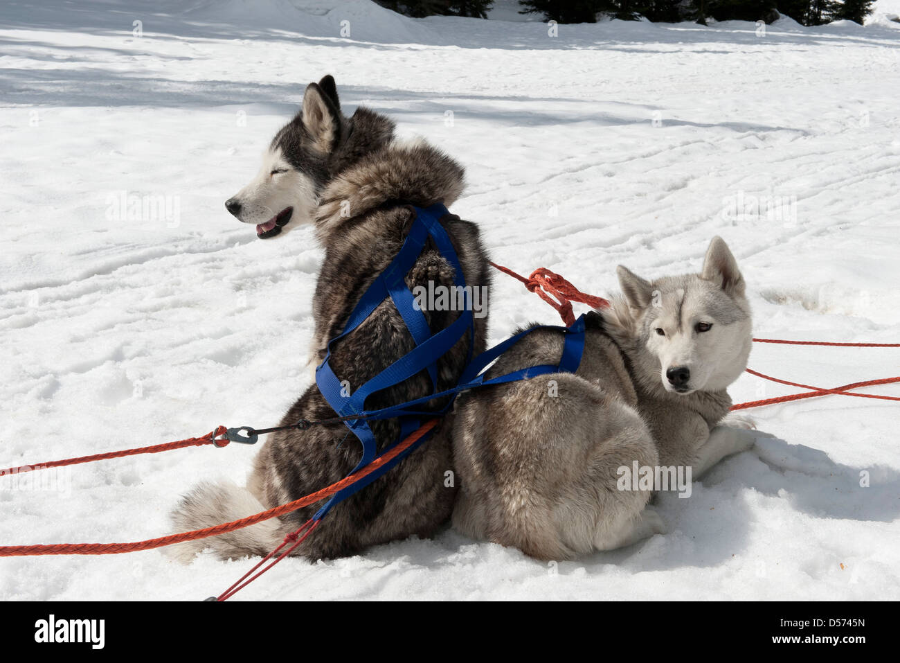 Sled dogs sitting on snow Stock Photo - Alamy