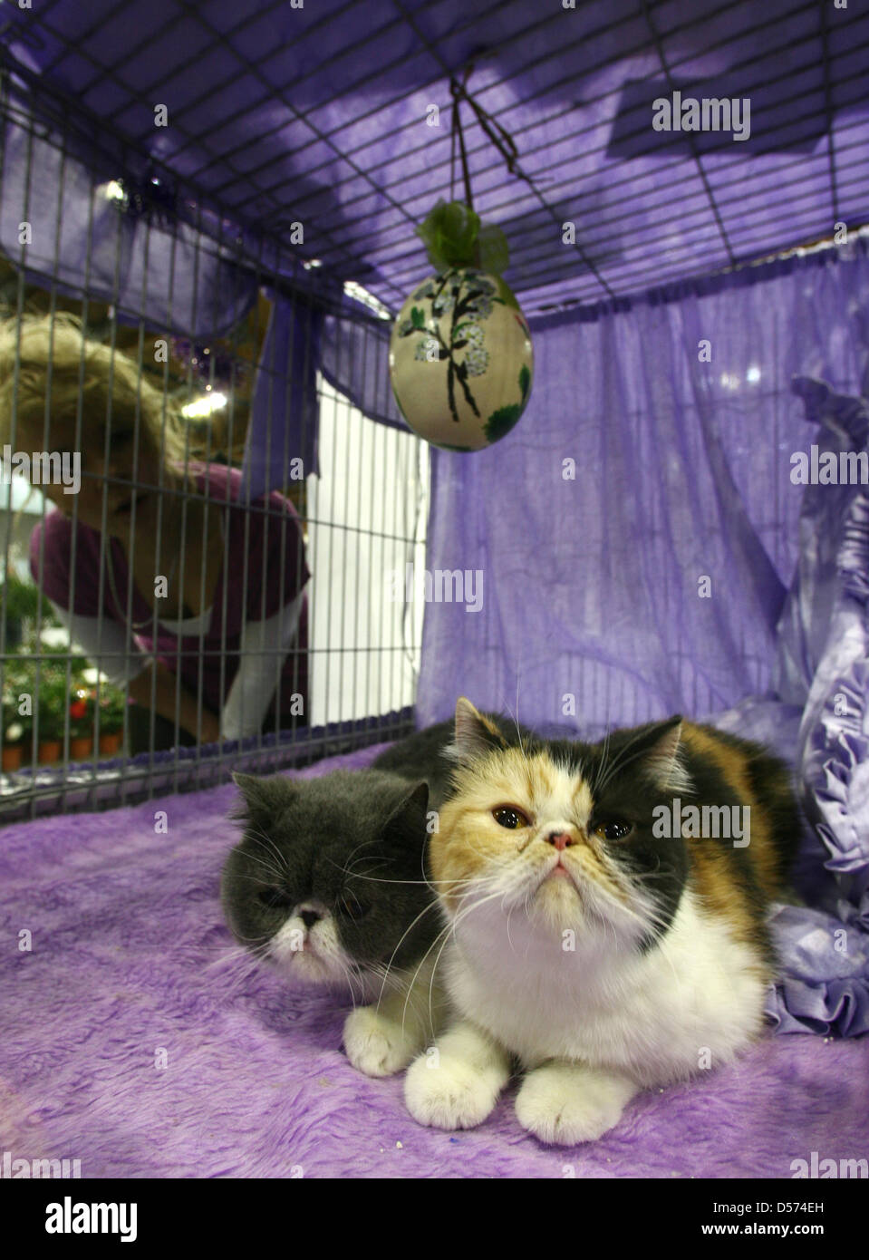 Two shorthair cats sit in a cage at 'Animal world' trade show in ...