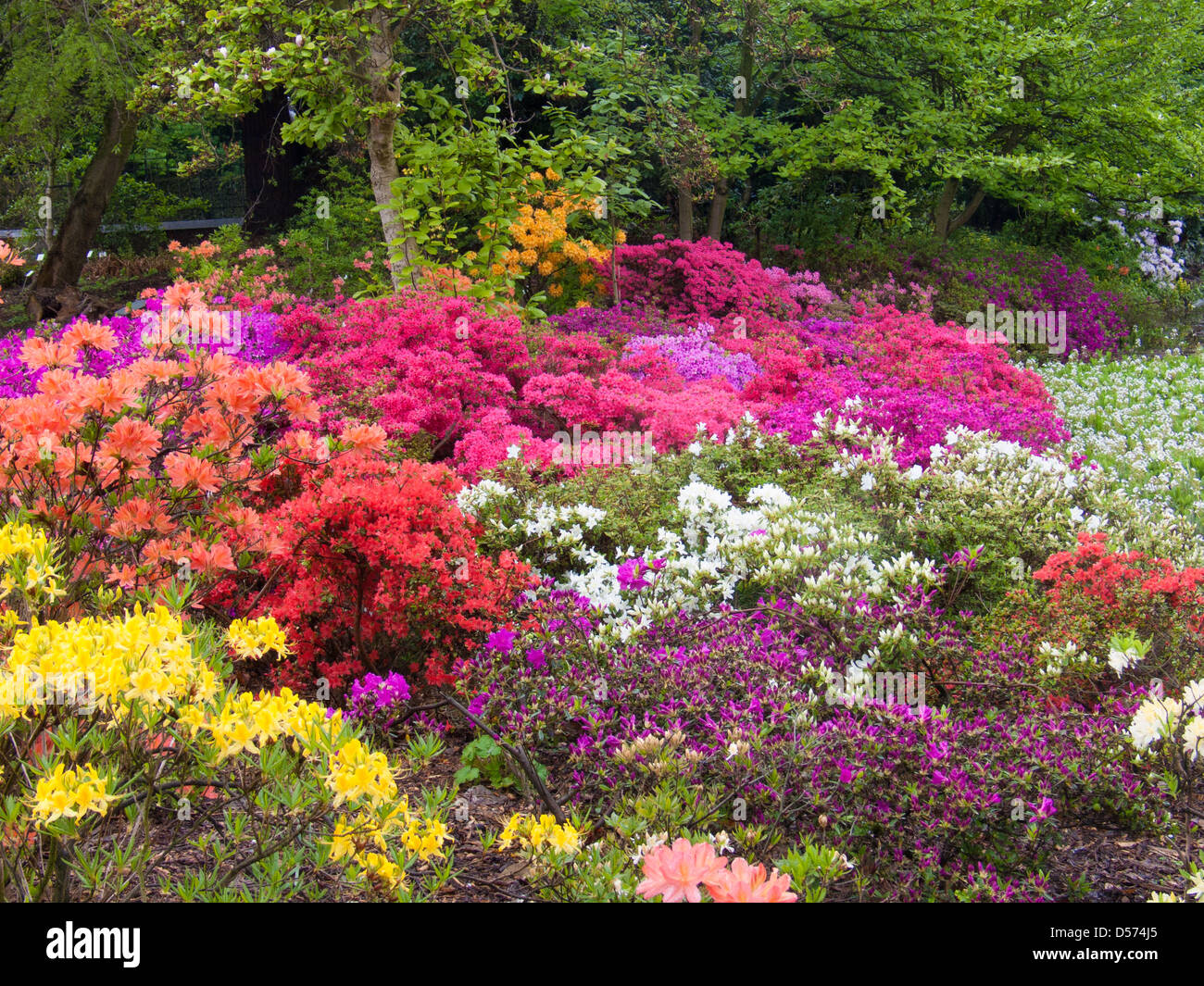 Arboretum azalea belgium gand hi-res stock photography and images - Alamy