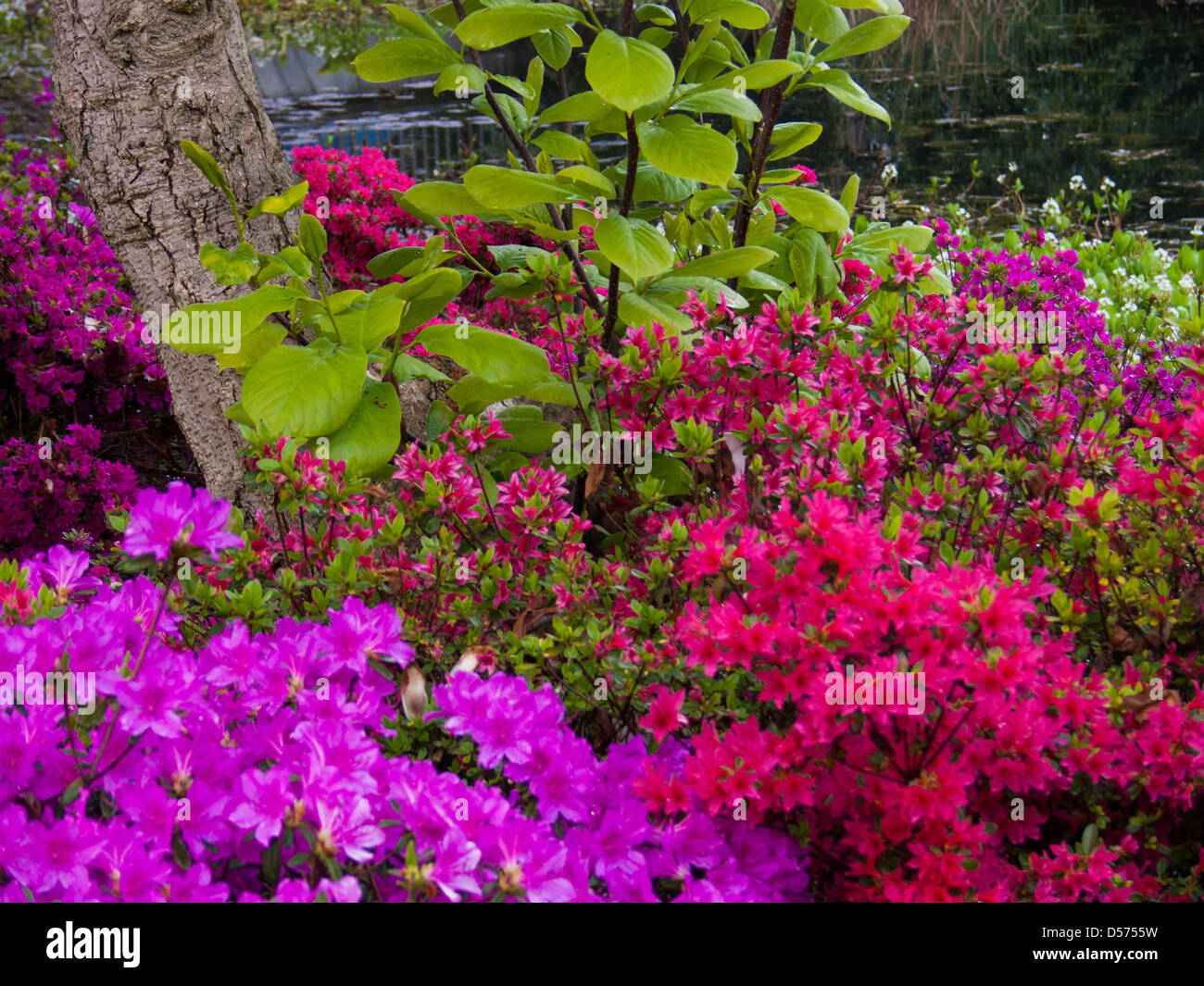 Arboretum azalea belgium gand hi-res stock photography and images - Alamy