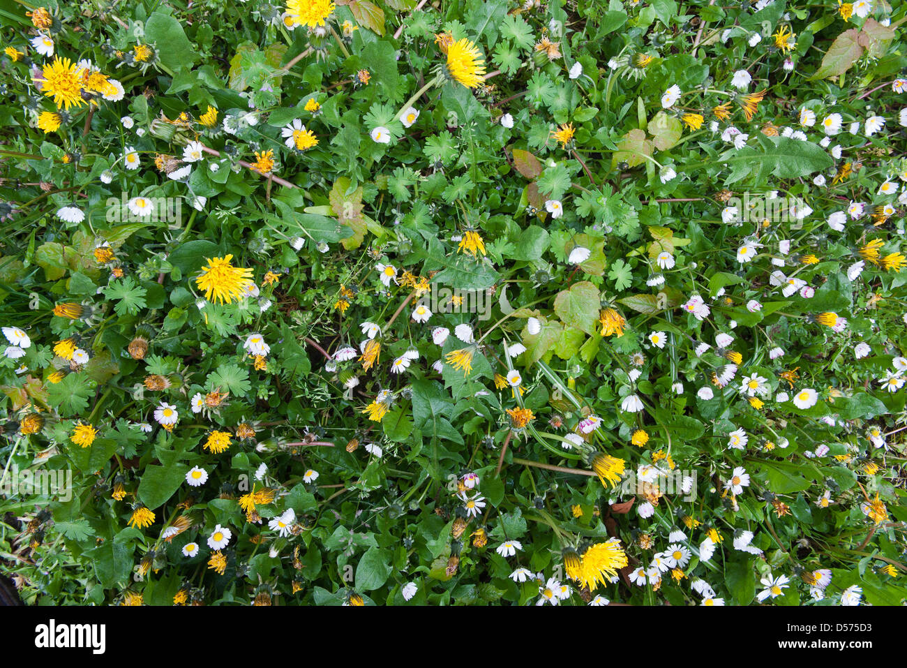 Wildflower natural hi-res stock photography and images - Alamy