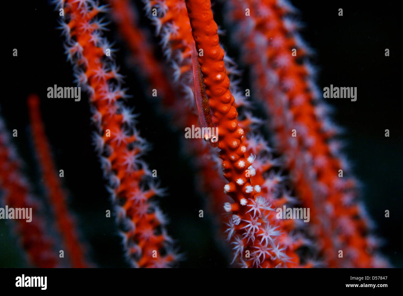Whip coral hi-res stock photography and images - Alamy