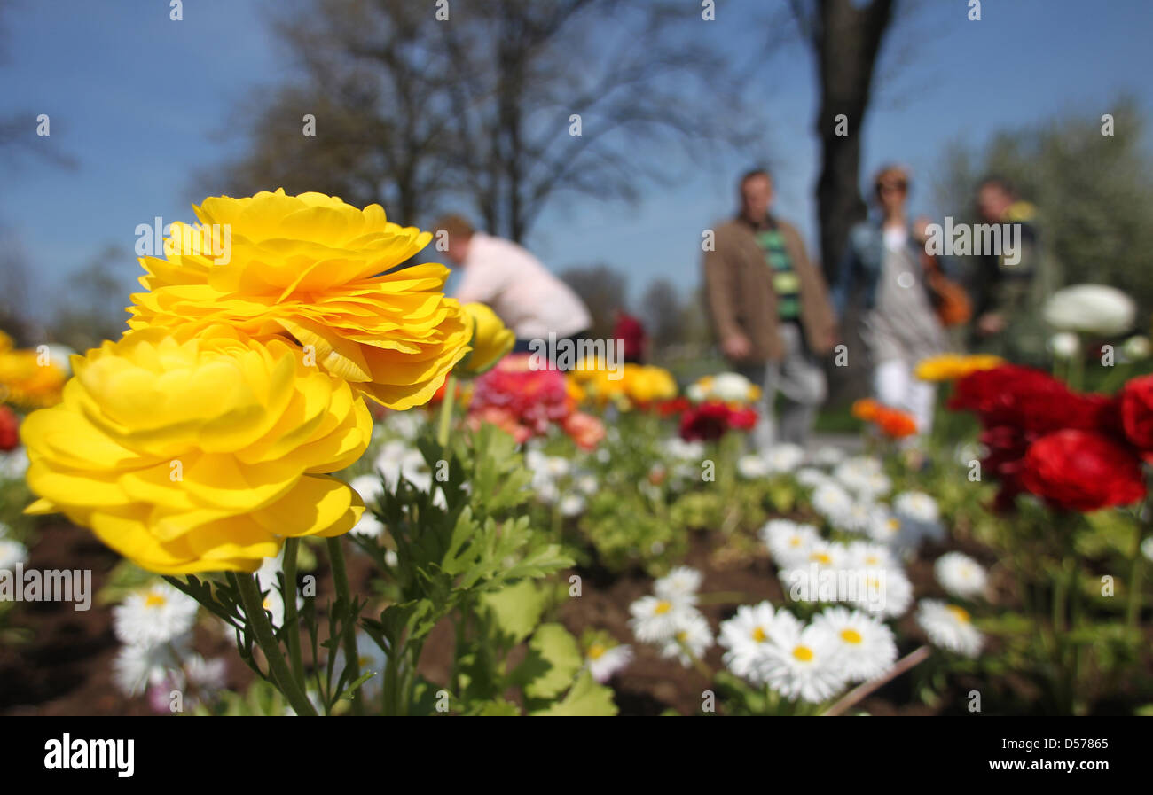Spring flowers bloom on the promenade after the opening of the State ...
