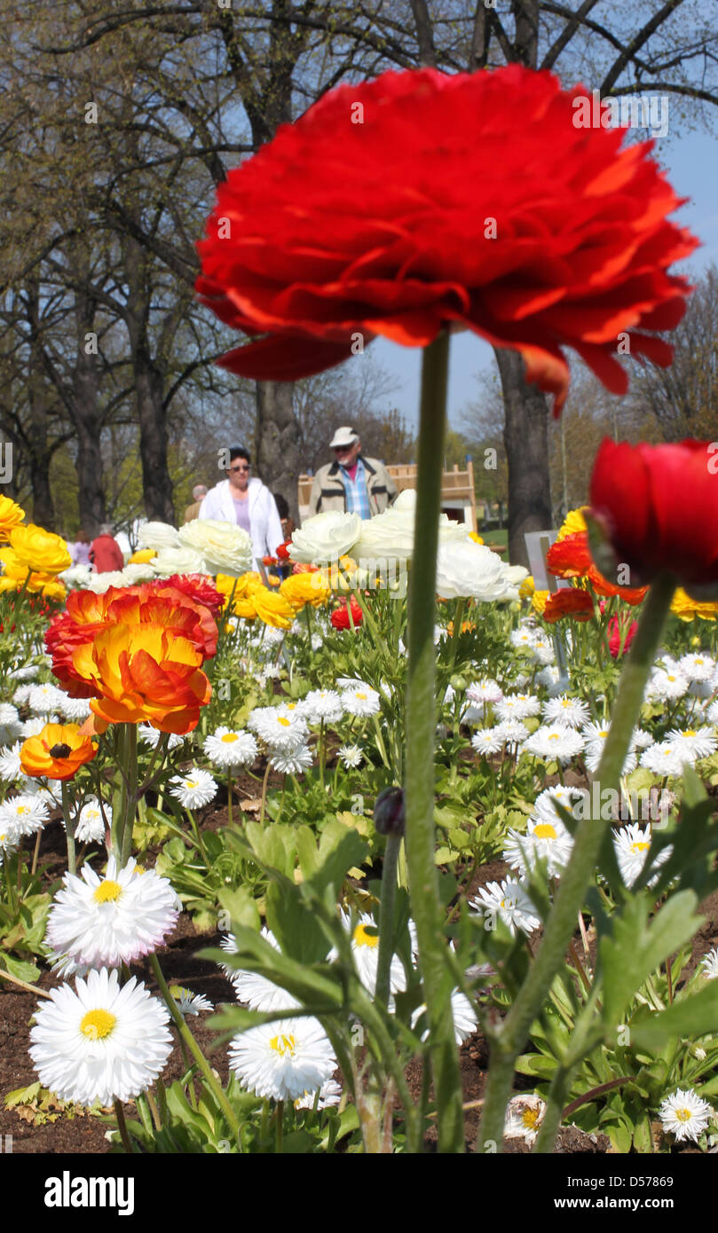 Spring flowers bloom on the promenade after the opening of the State ...