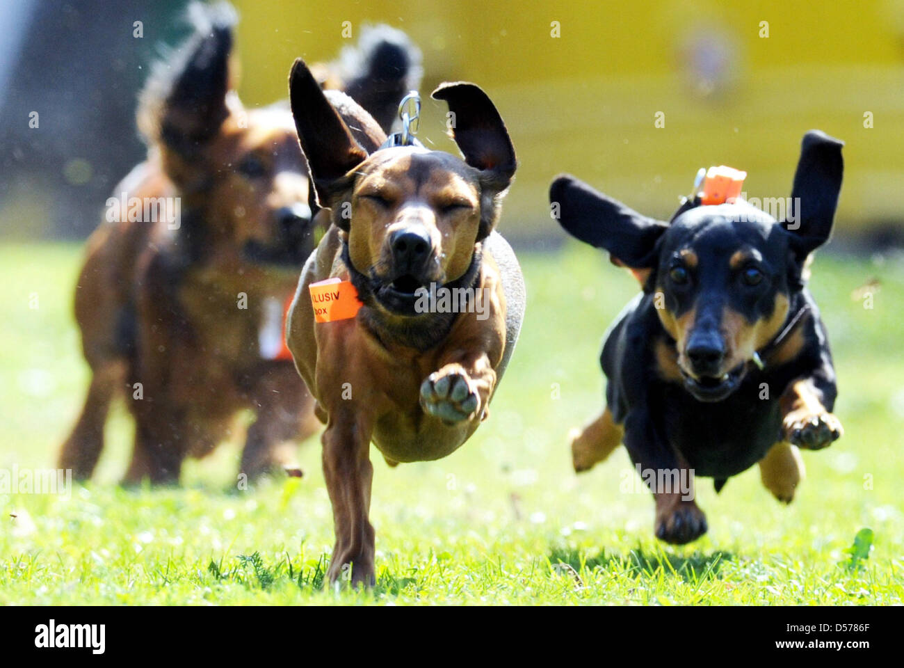 Dachshund race hi-res stock photography and images - Alamy