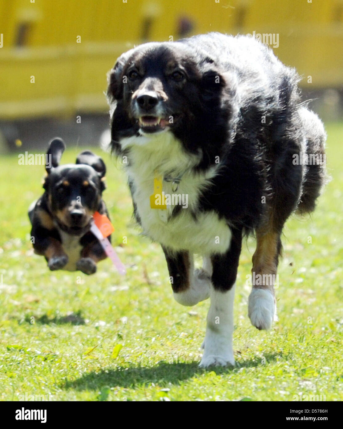 Two dogs run over the 50 meter stretch at the fourth Itzehoe dachshund ...