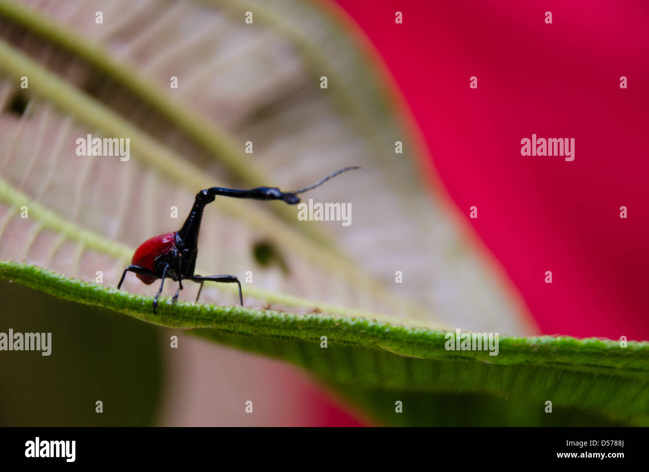 The endangered and indigenous Giraffe necked weevil walks on a green ...