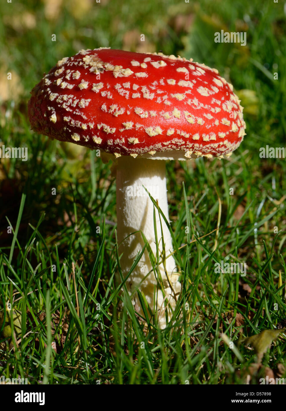 red poison mushroom toadstool close up in grass Stock Photo - Alamy