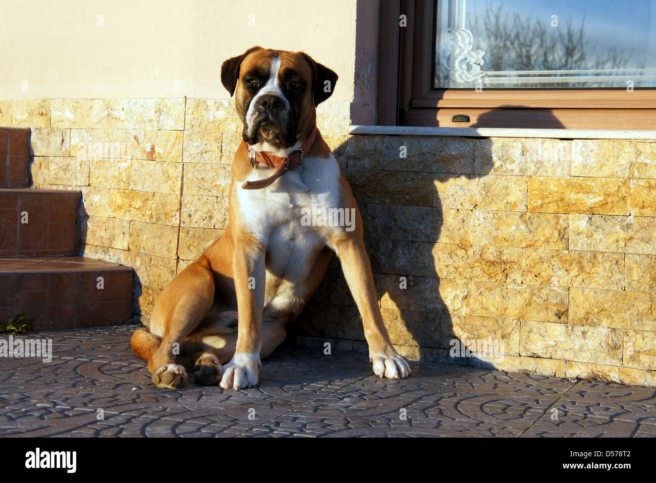 German boxer dog hi-res stock photography and images - Alamy