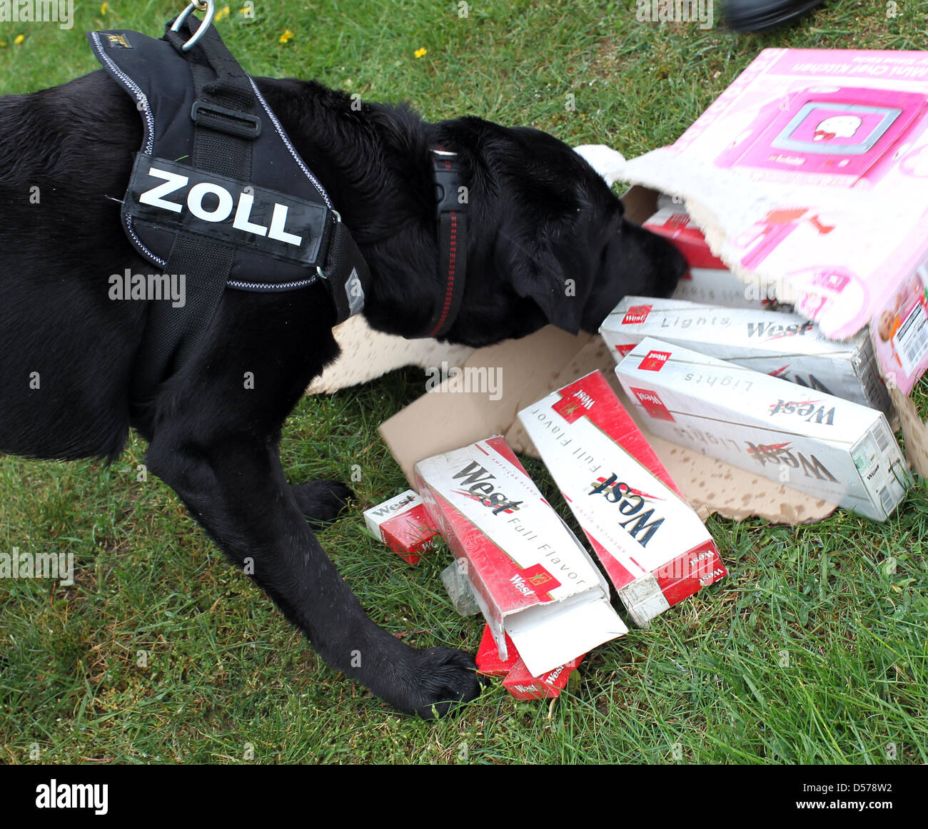 Sniffer dog Bobo sniffs contraband goods presented at the annual press ...