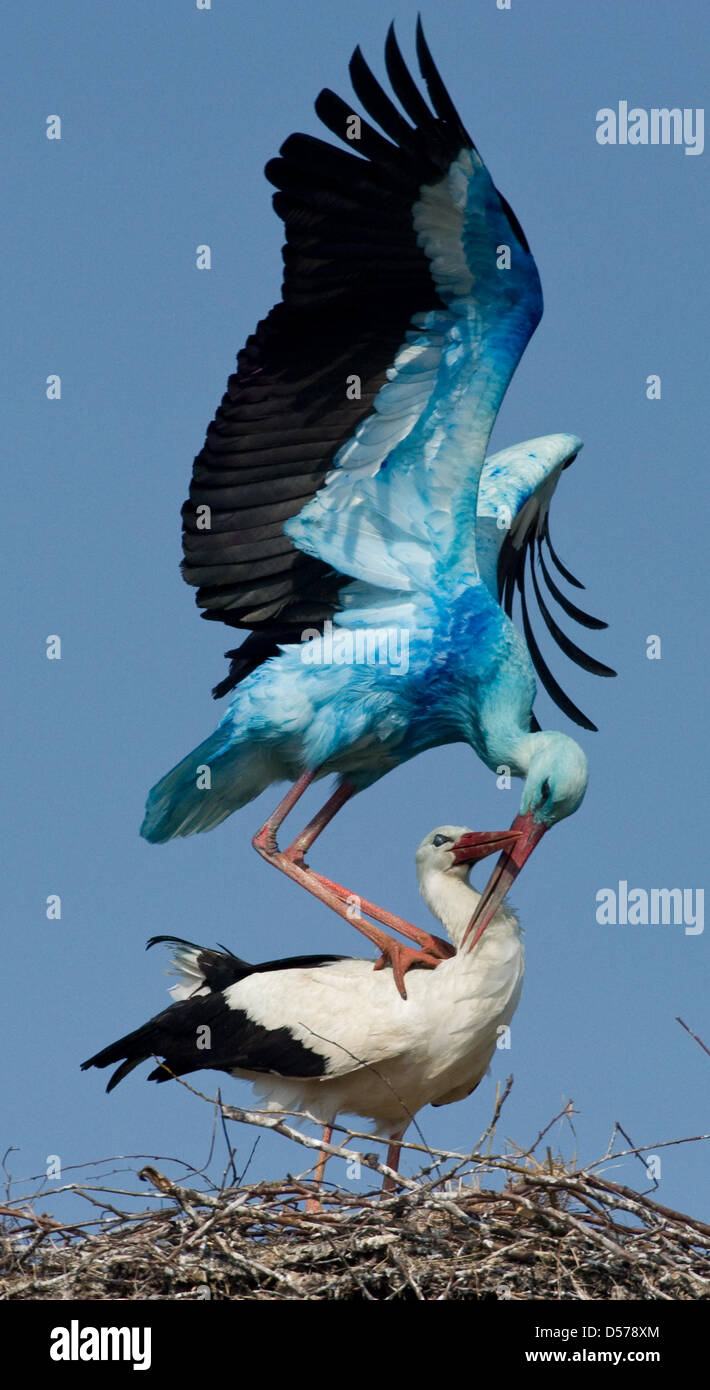 The blue stork tries to mate with his white female in an eerie in ...