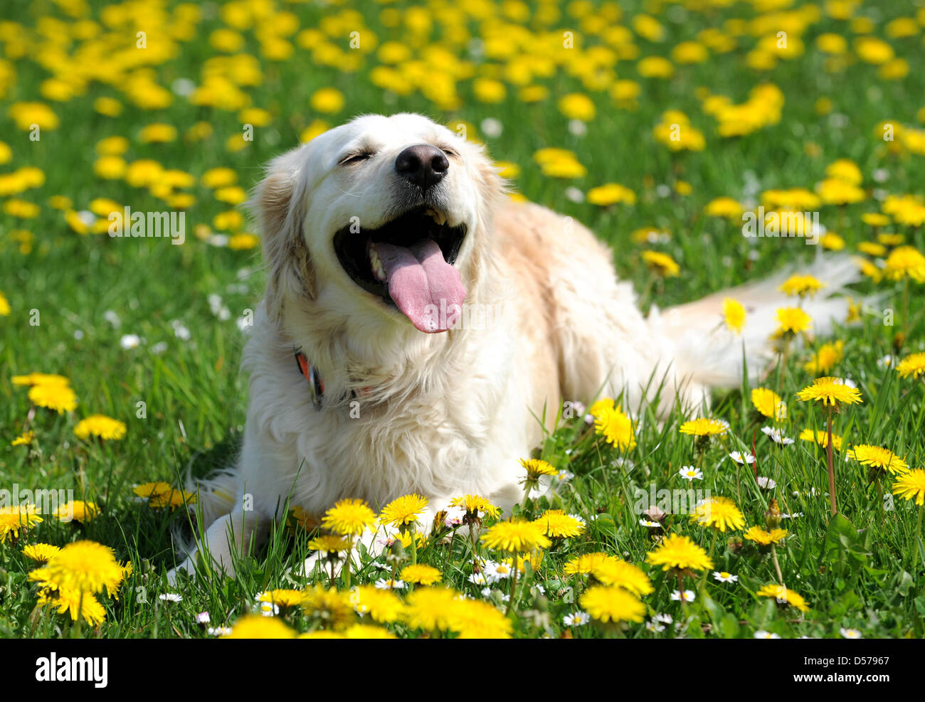 Celcuis hi-res stock photography and images - Alamy