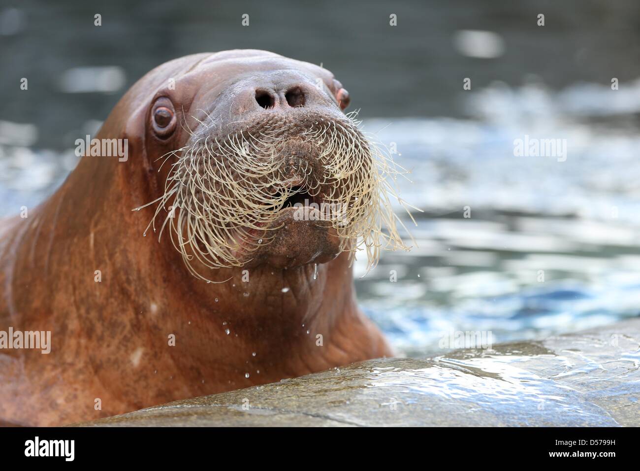 Female walrus hi-res stock photography and images - Alamy