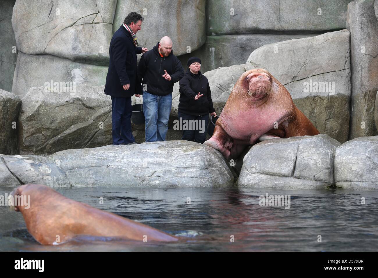 Stephan Hering-Hagenbeck (L), Zoological Director of Hagenbeck Zoo, and ...