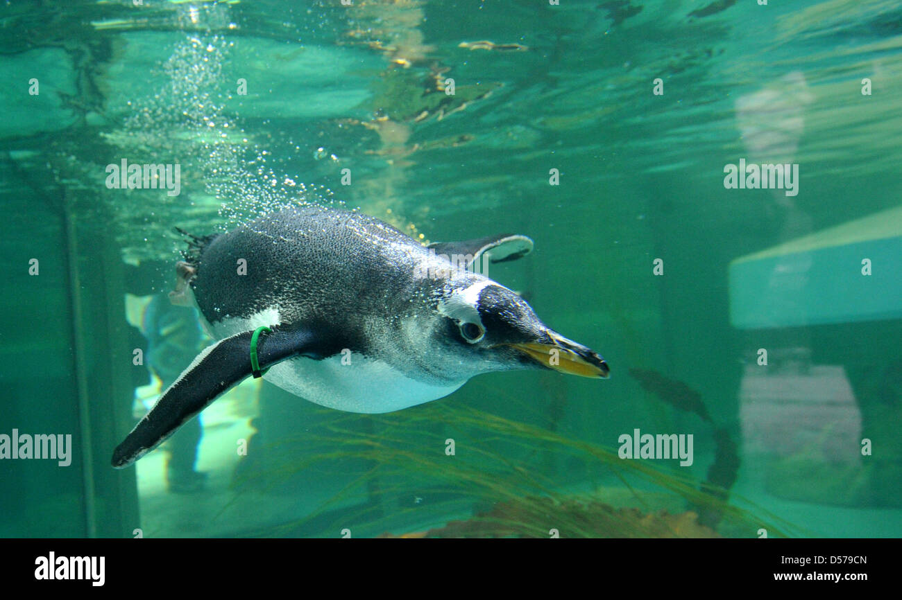 Munich, Germany, 26 March 2013. A Gentoo penguin dives through the new ...