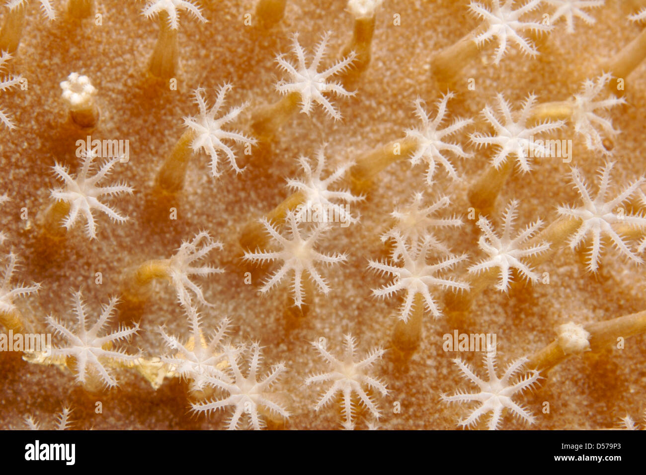 Soft Coral Polyps Stock Photo - Alamy