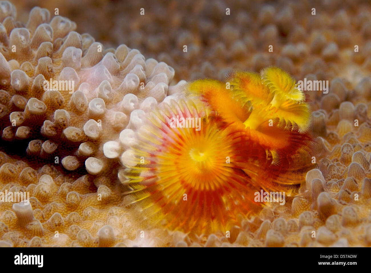 Spiral worms hi-res stock photography and images - Alamy