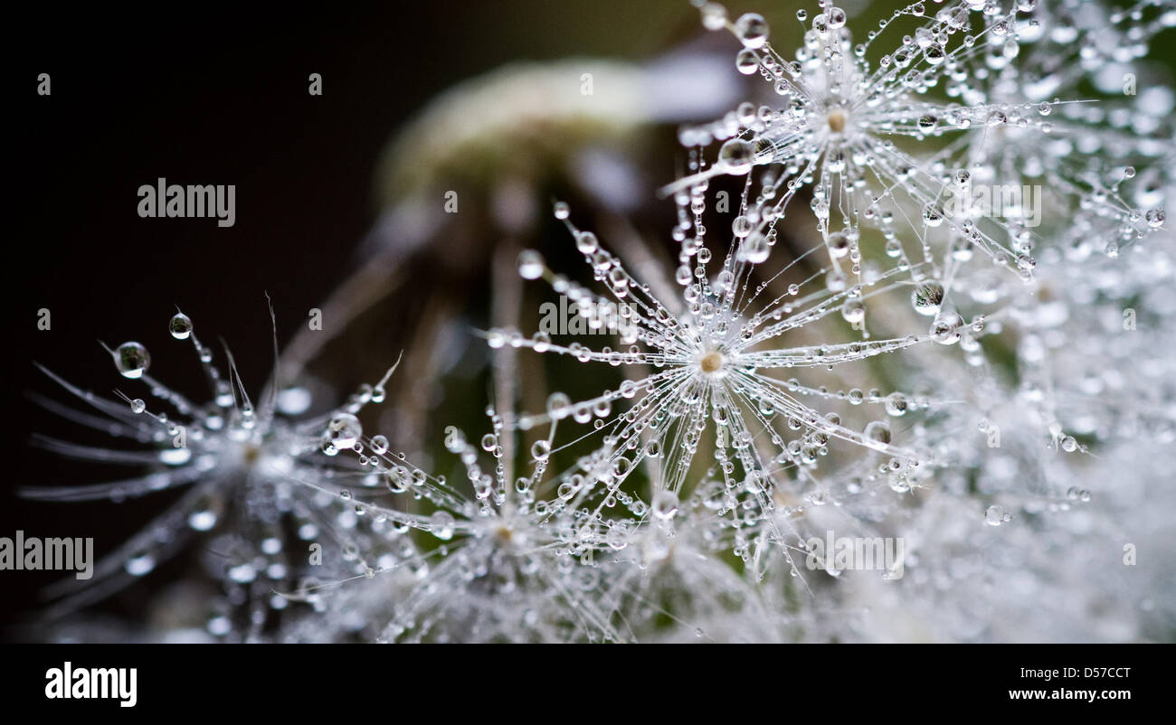 Smallest water drops hang from the seeds of a blowball on a meadow in ...