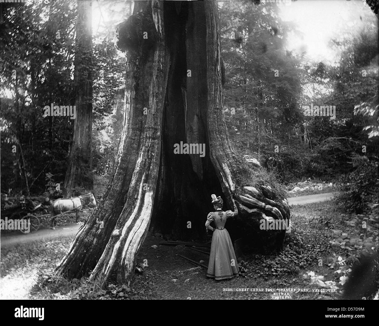 A 1897 photograph of the Great Cedar Tree in Stanley Park, Vancouver ...