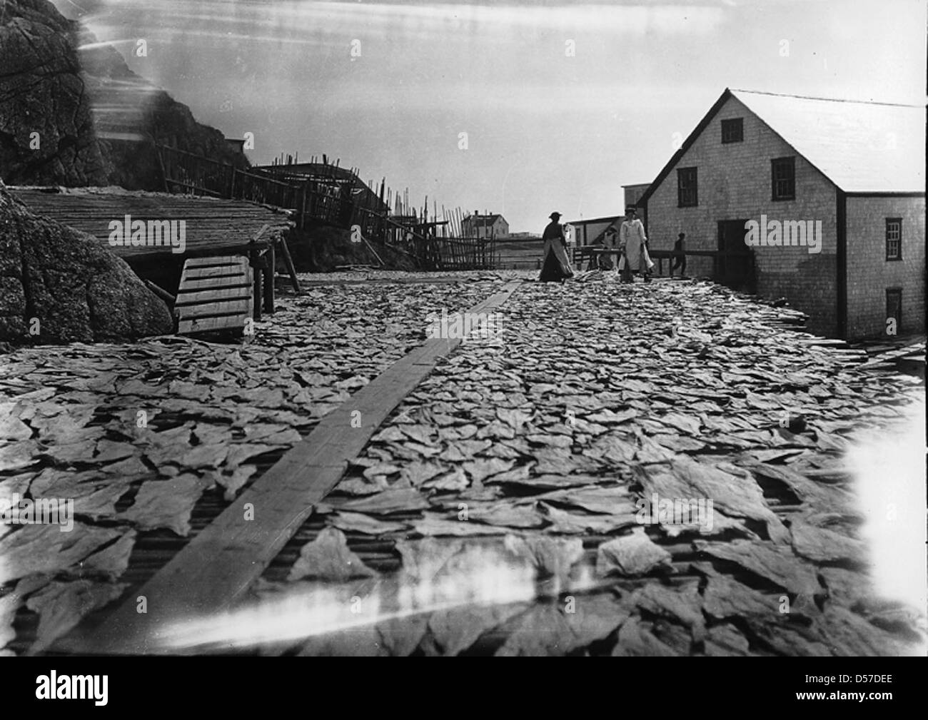 Newfoundland cod drying hi-res stock photography and images - Alamy