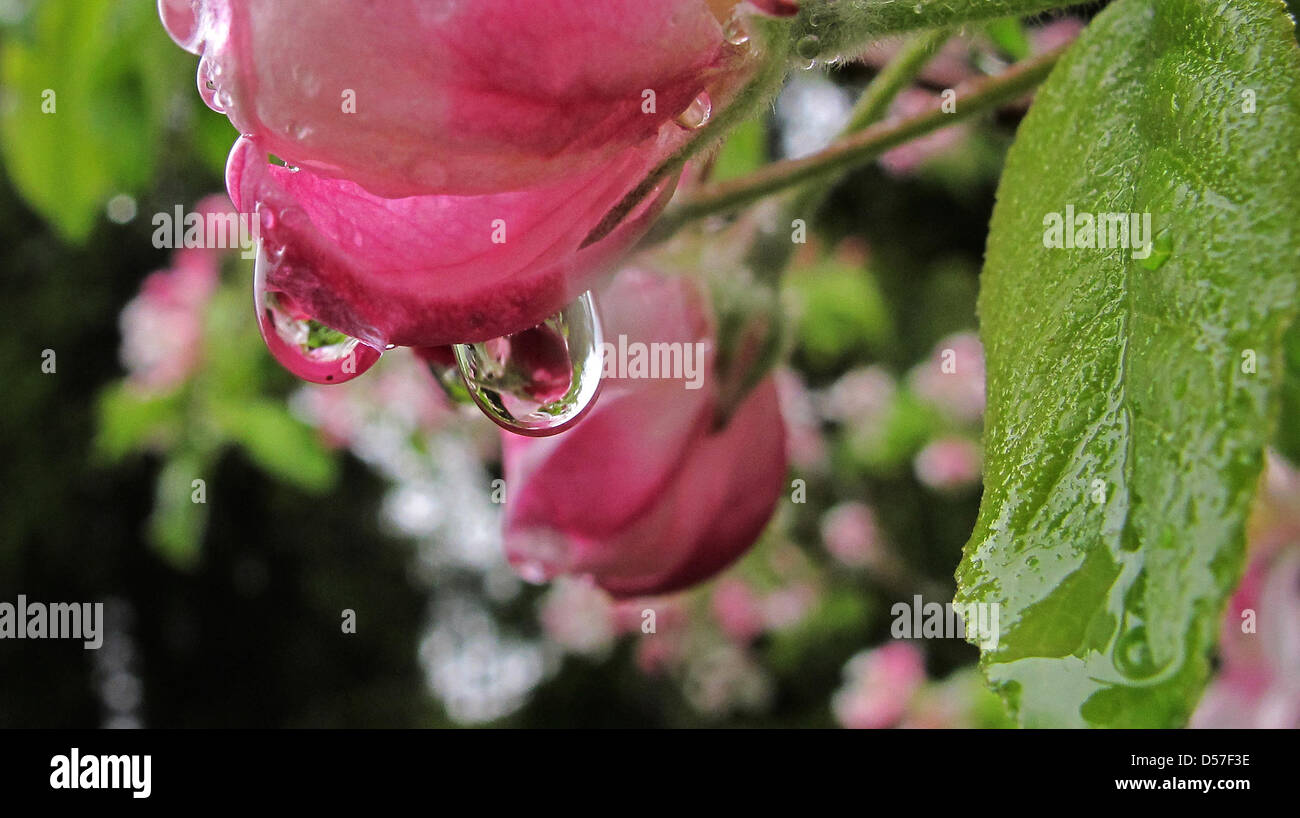 A rain drop hangs from an apple blossom in Kempten, Germany, 13 May ...