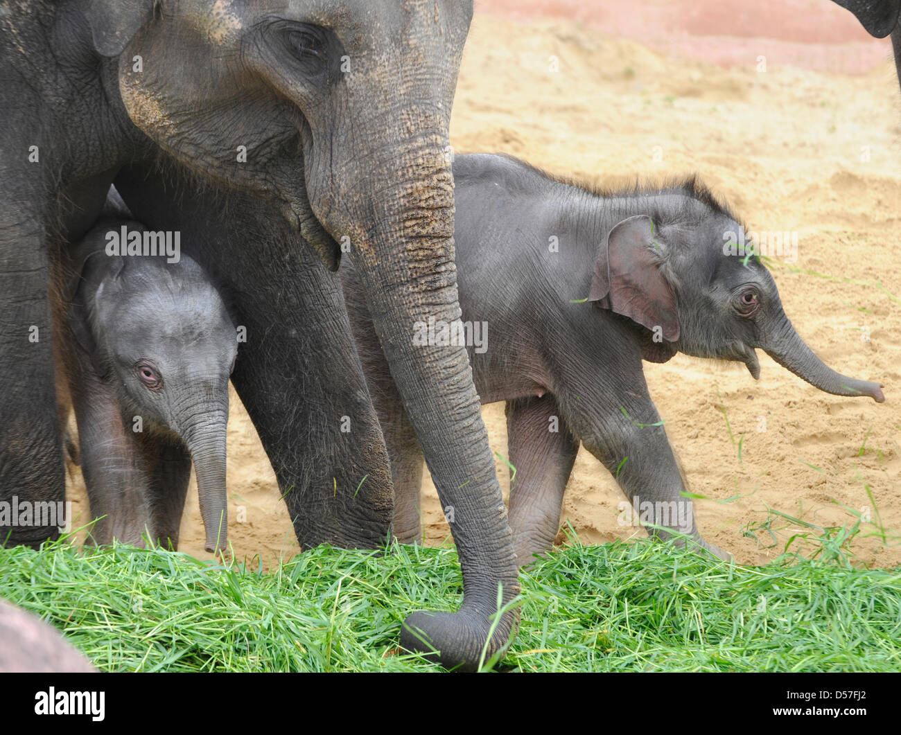 The youngest member of the elephant family stands next to his mother ...