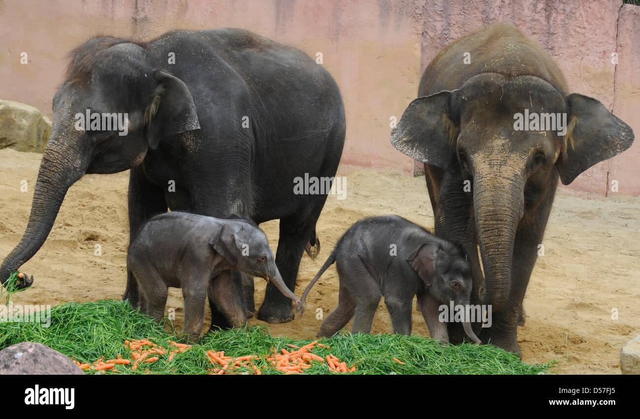 The youngest member of the elephant family explores the enclosure ...