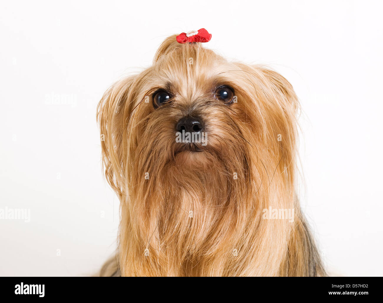 Studio shot adorable yorkshire hi-res stock photography and images - Alamy